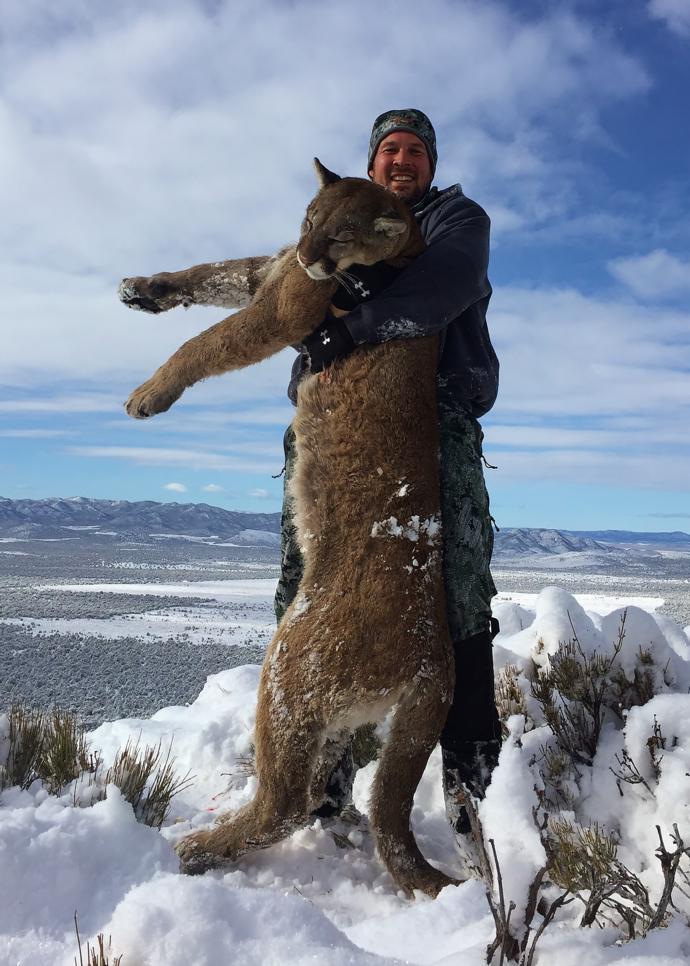 Utah Mountain Lion